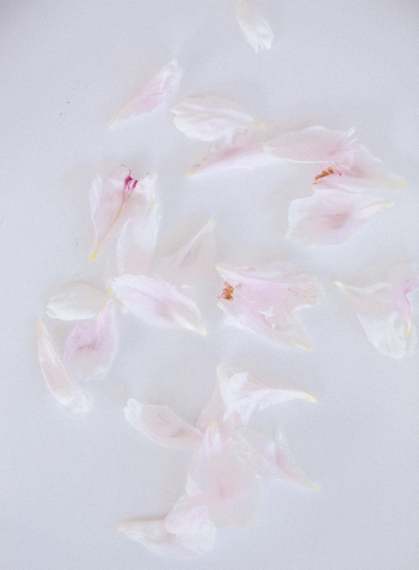 Contact – Flower Bank